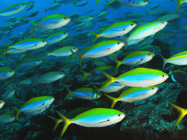 Yellowback fusilier - MyFishGallery