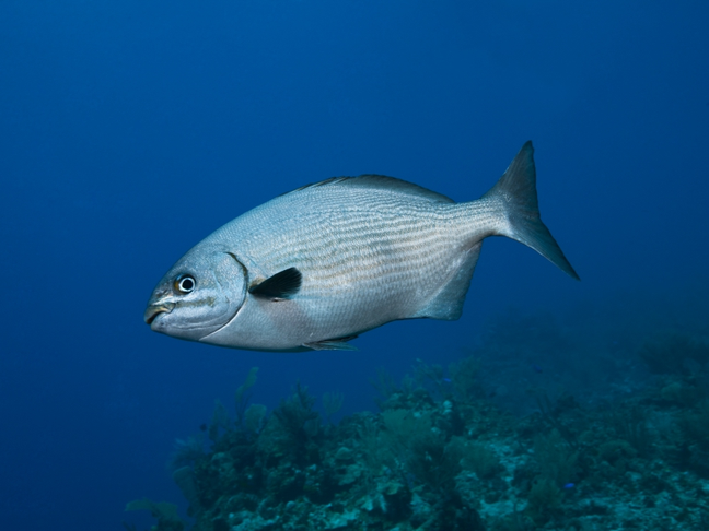 Bermuda sea chub - MyFishGallery