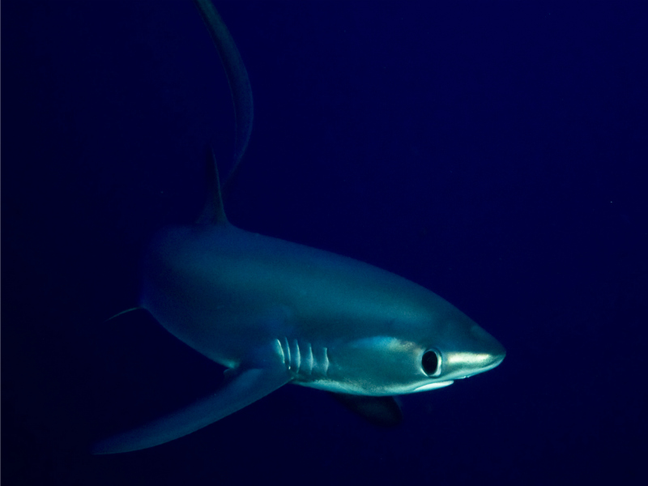 Pelagic thresher shark - MyFishGallery