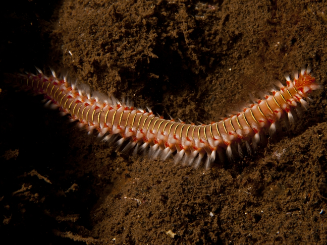 Bearded fireworm - MyFishGallery