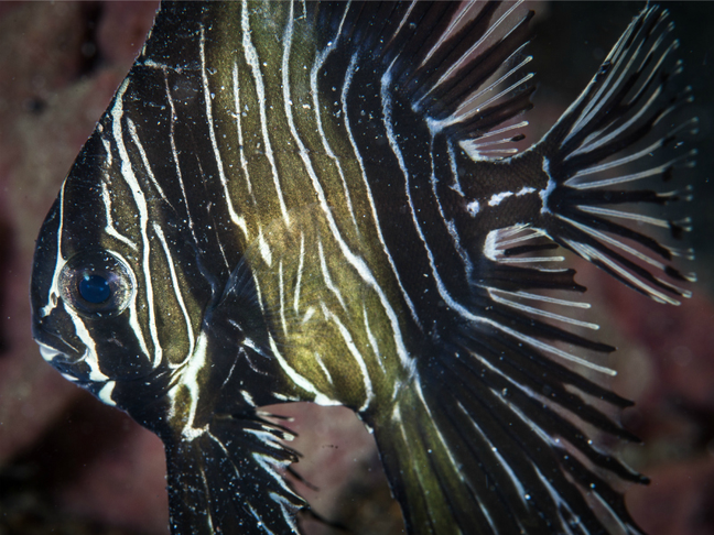 Humpback batfish (juvenile) - MyFishGallery