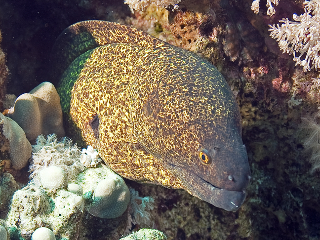 Yellow-edged moray - MyFishGallery