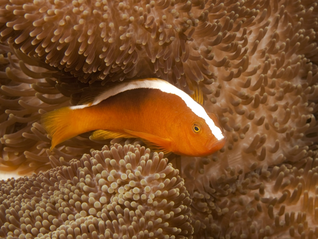 Yellow clownfish - MyFishGallery
