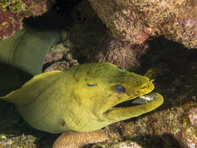 Green moray - MyFishGallery