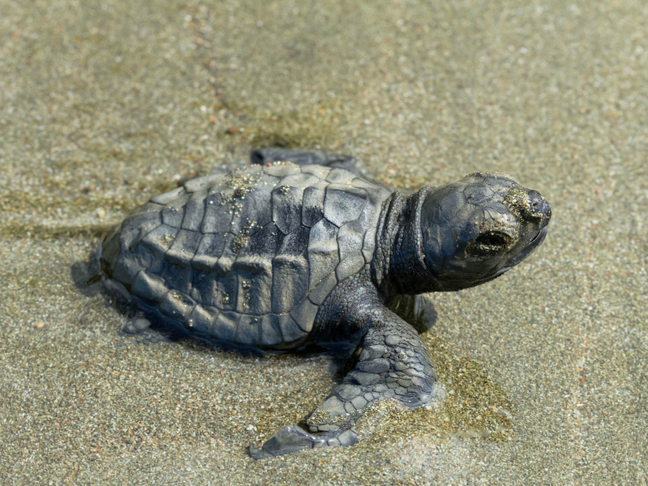 Olive ridley sea turtle (juvenile) - MyFishGallery