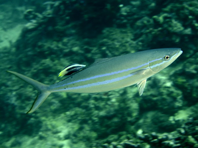 Rainbow runner - MyFishGallery