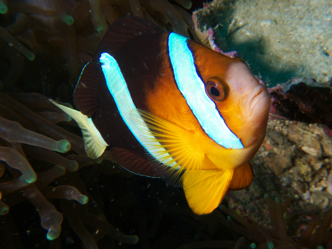 Yellowtail clownfish - MyFishGallery
