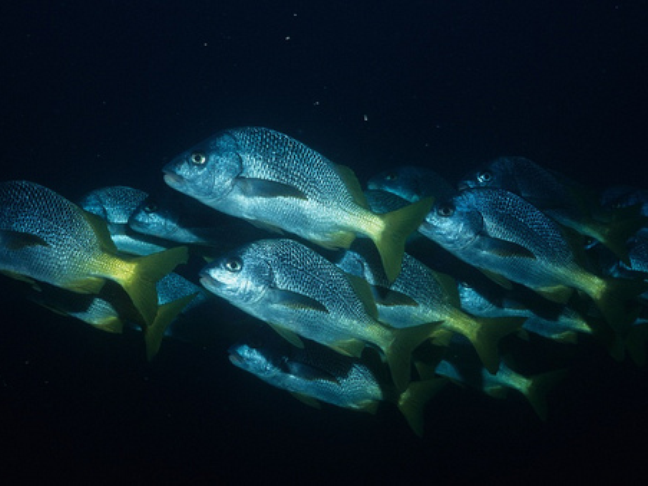 Yellow snapper - MyFishGallery