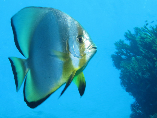 Orbicular batfish (adult) - MyFishGallery