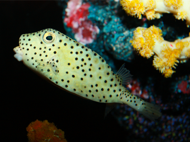 Horn-nosed boxfish (subadult) - MyFishGallery