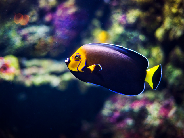 Conspicuous angelfish - MyFishGallery