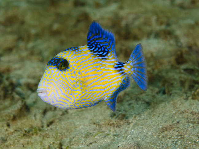 Yellow-spotted triggerfish (juvenile) - MyFishGallery