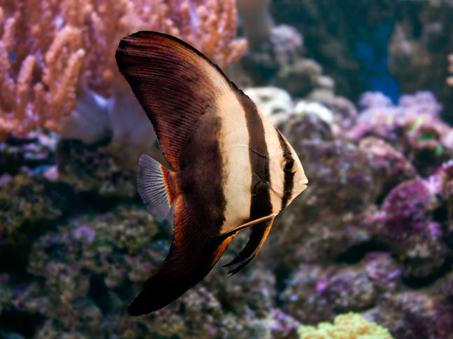 Orbicular batfish (juvenile) - MyFishGallery