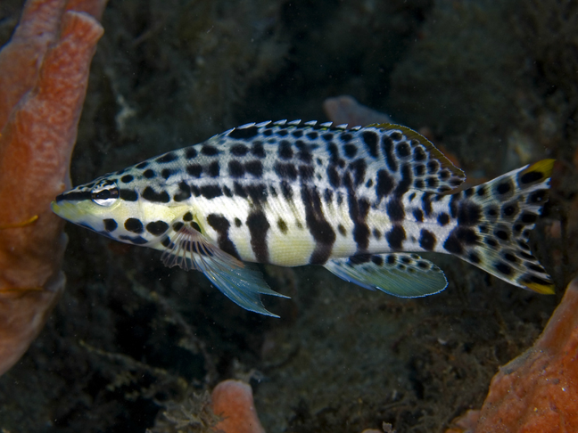 Harlequin bass - MyFishGallery