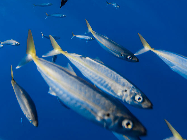 Mackerel scad - MyFishGallery