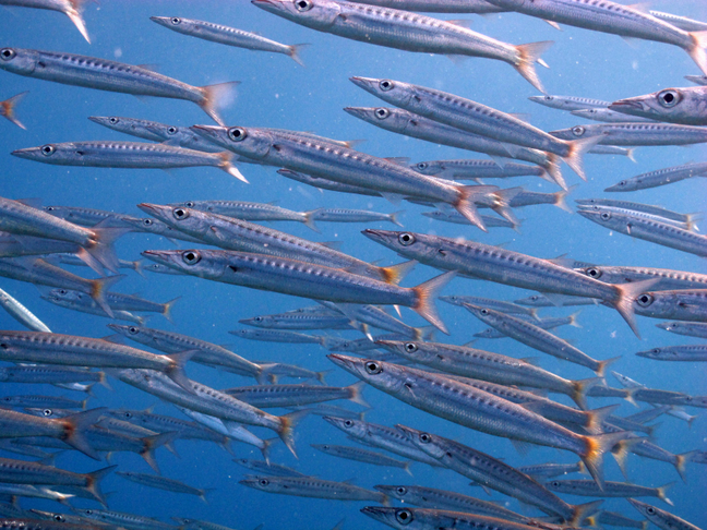 Yellowtail barracuda - MyFishGallery