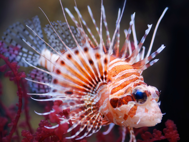 Frillfin turkeyfish - MyFishGallery