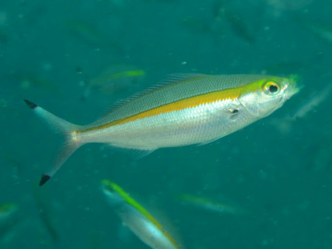 Goldband fusilier - MyFishGallery