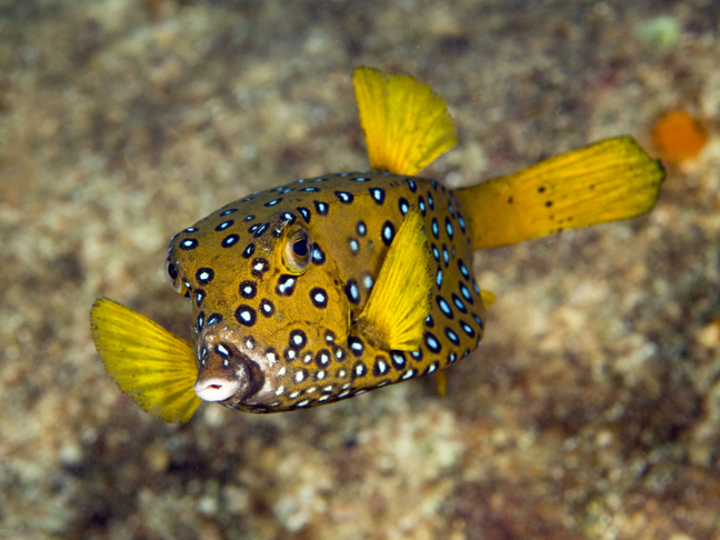 Yellow boxfish (adult) - MyFishGallery