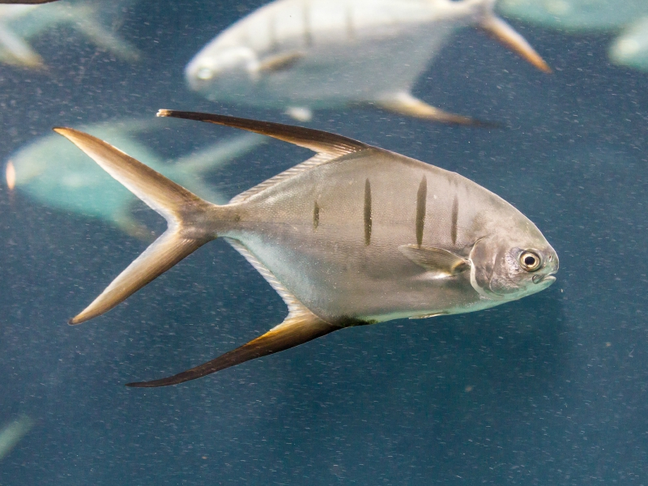 Great pompano - MyFishGallery