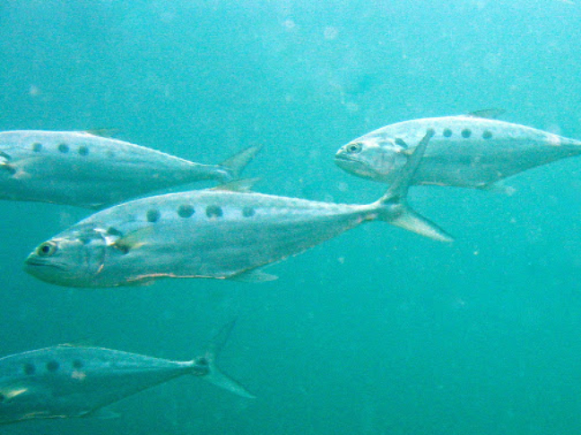 Talang queenfish - MyFishGallery