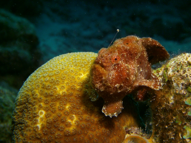 Longlure frogfish (multiple colours) - MyFishGallery