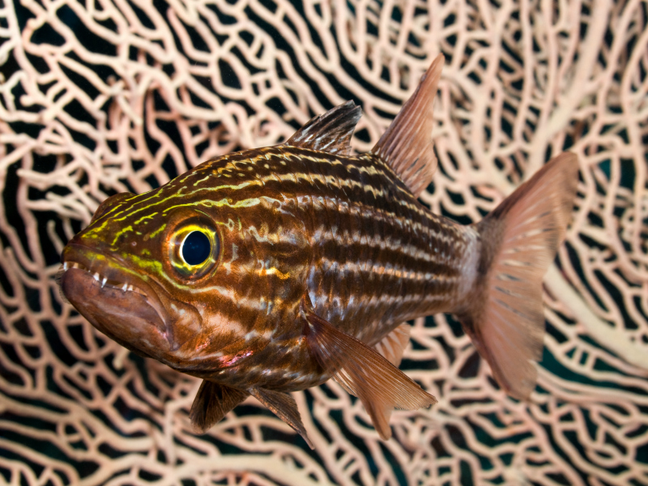 Large toothed cardinalfish - MyFishGallery