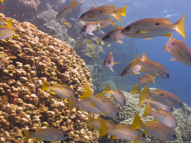 Dory snapper - MyFishGallery
