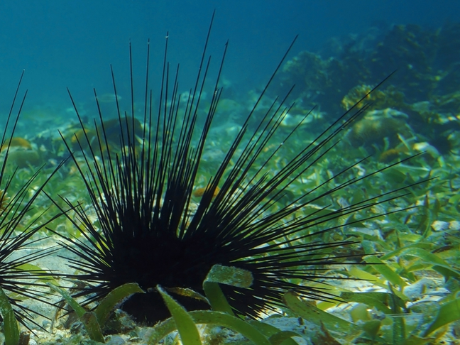 Long-spined sea urchin - MyFishGallery