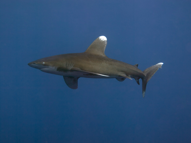 Oceanic whitetip shark - MyFishGallery