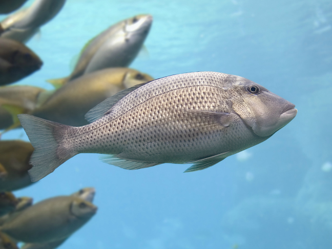 Grass emperor - MyFishGallery