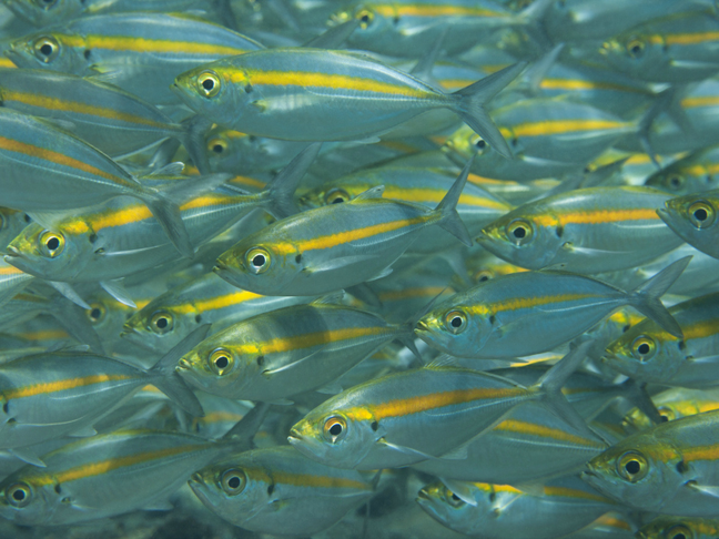 Yellowstripe scad - MyFishGallery