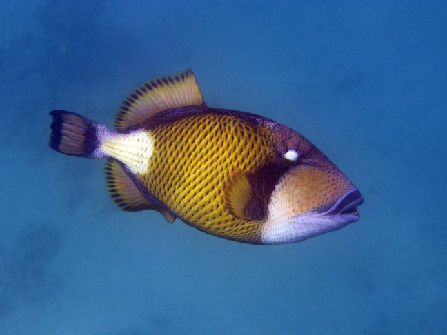 Titan triggerfish - MyFishGallery