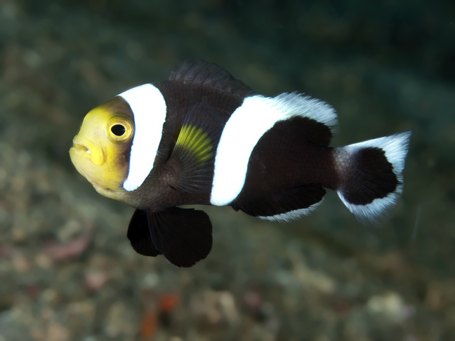 Saddleback clownfish - MyFishGallery