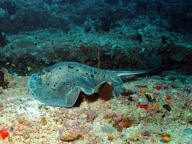 Round ribbontail ray - MyFishGallery
