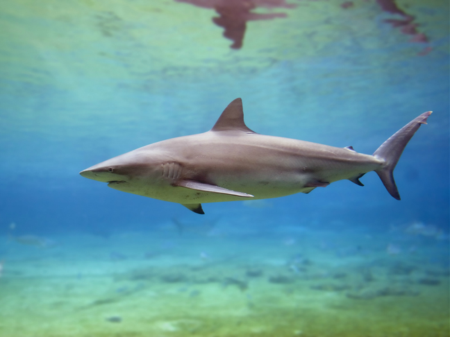 Dusky shark - MyFishGallery