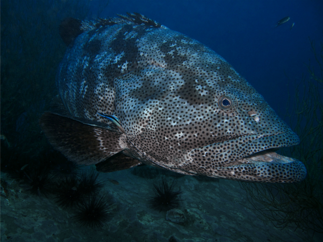 Malabar grouper - MyFishGallery