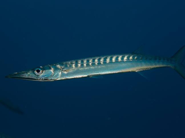 European barracuda - MyFishGallery