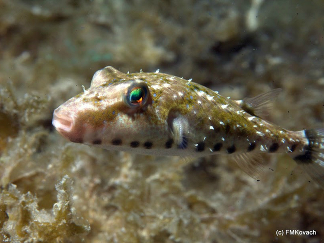 Bandtail puffer - MyFishGallery
