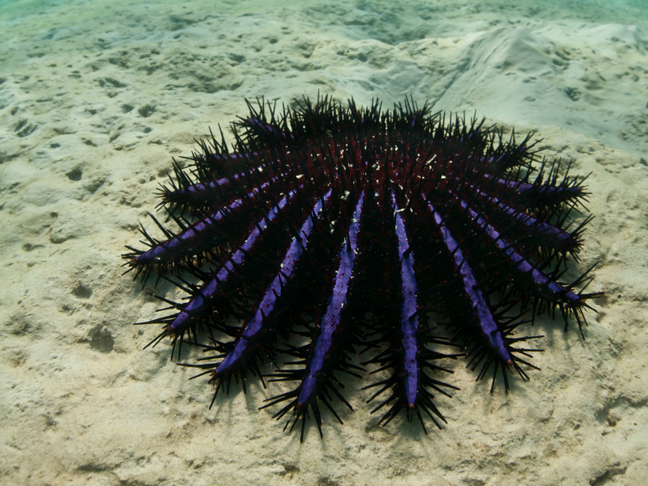 Crown-of-thorns starfish (appearance 2) - MyFishGallery