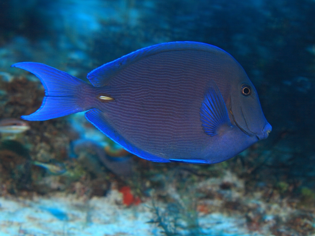 Blue tang surgeonfish (adult) - MyFishGallery